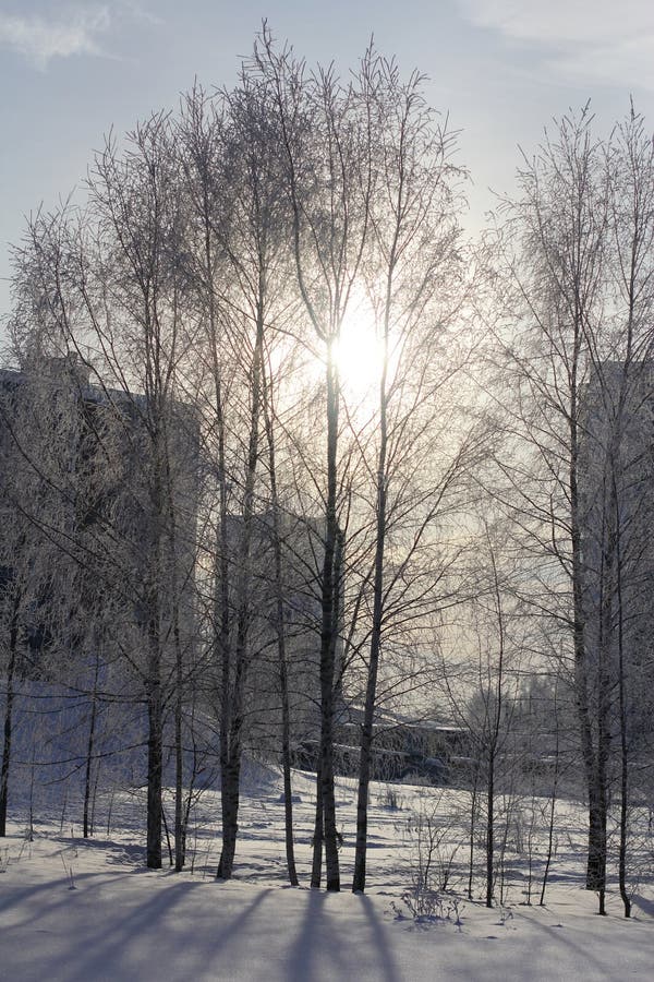Trees in the Snow. Winter Landscape with Falling Shadow Stock Photo ...
