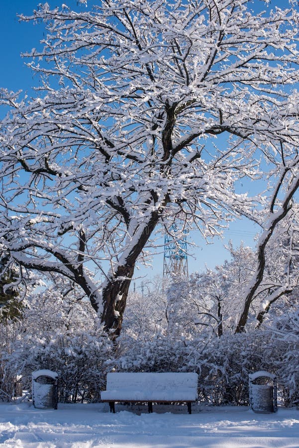 Trees in the Snow. Winter Landscape. Tree Branches in Winter Stock ...