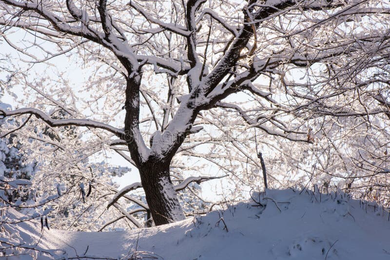 Trees in the Snow. Winter Landscape. Tree Branches in Winter Stock ...