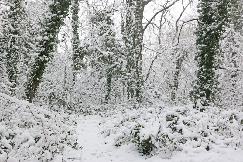 Trees in the Snow after a Winter Storm Stock Photo - Image of field ...