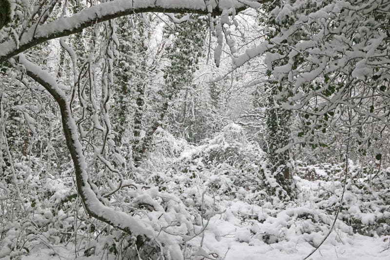 Trees in the Snow after a Winter Storm Stock Photo - Image of weather ...