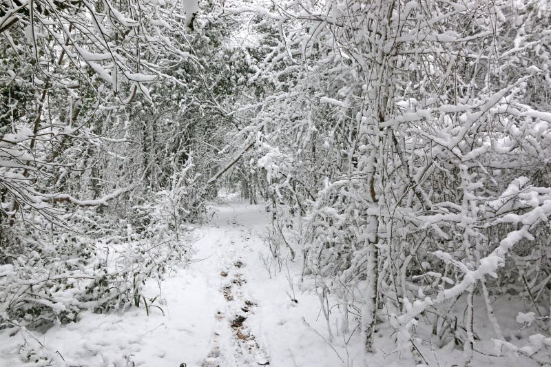 Trees in the Snow after a Winter Storm Stock Photo - Image of path ...