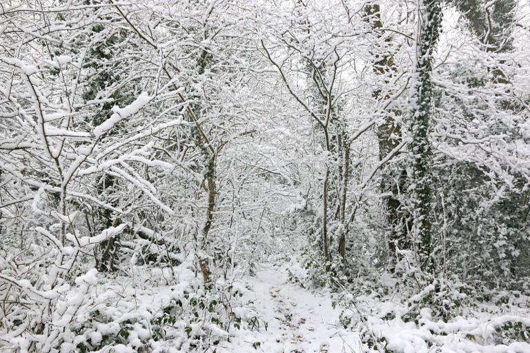 Trees in the Snow after a Winter Storm Stock Image - Image of landscape ...