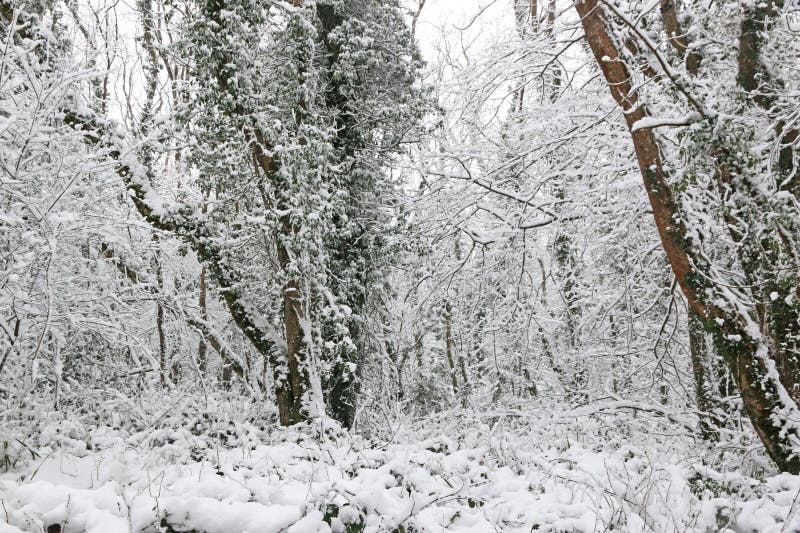Trees in the Snow after a Winter Storm Stock Photo - Image of path ...