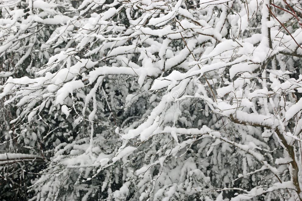 Trees in the Snow after a Winter Storm Stock Image - Image of park ...