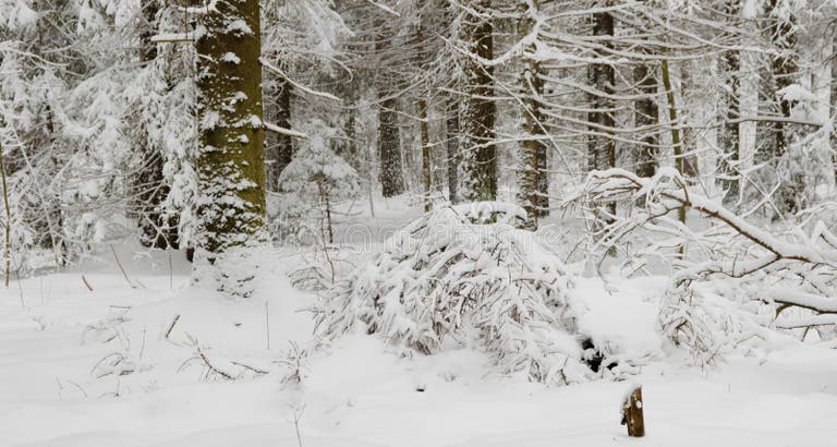 Trees Snow Wrapped after Blizzard Stock Image - Image of branch, tree ...