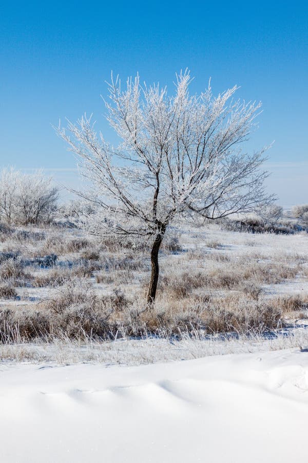 Trees on snowfield stock photo. Image of winter, landscape - 38512992