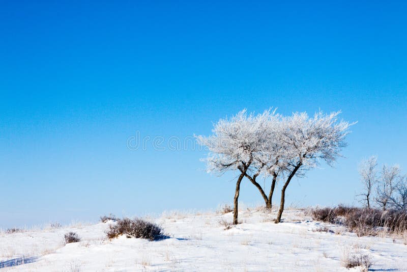 Trees on snowfield stock image. Image of winter, snow - 38513707