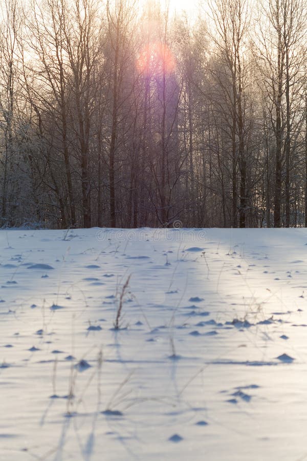 Trees and snowy field stock image. Image of sunshine - 27699561