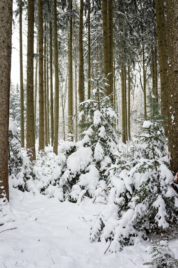 Trees in a Snowy Field on a Cloudy Day Stock Photo - Image of scenic ...