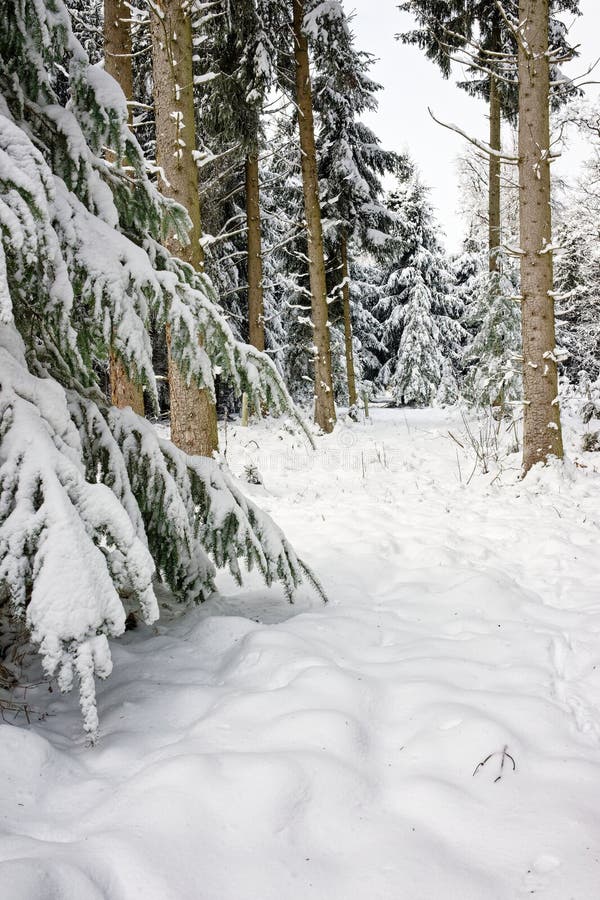 Trees in a Snowy Field on a Cloudy Day Stock Photo - Image of branches ...