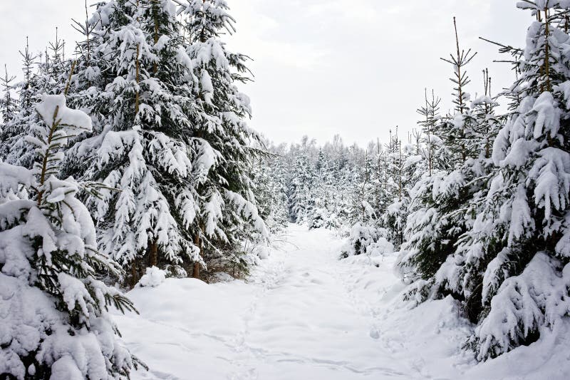 Trees in a Snowy Field on a Cloudy Day Stock Image - Image of nature ...
