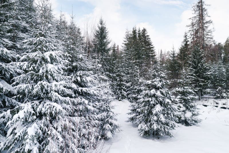 Trees in Snowy Forest in Close Up during Winter Stock Image - Image of ...