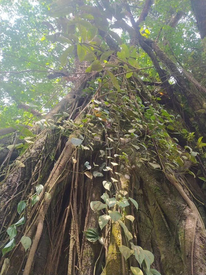 Trees soaring high stock image. Image of soil, garden - 285781619