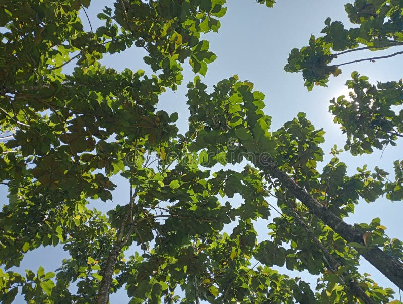 Trees Soaring High into the Clouds Stock Photo - Image of leaves, trees ...