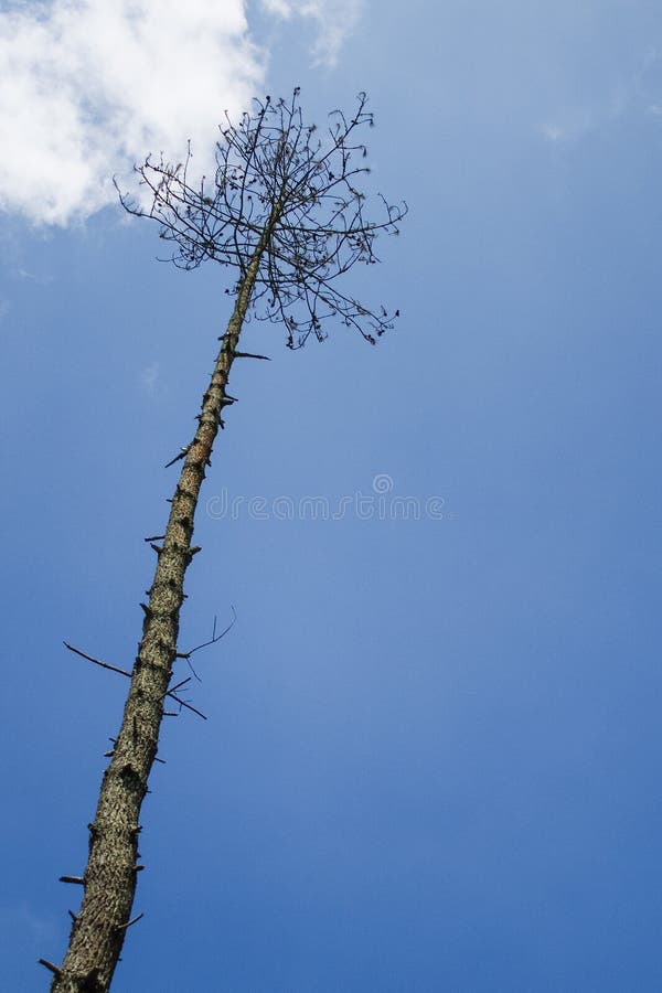 Trees Soaring High into the Sky Stock Image - Image of twig, leaf ...