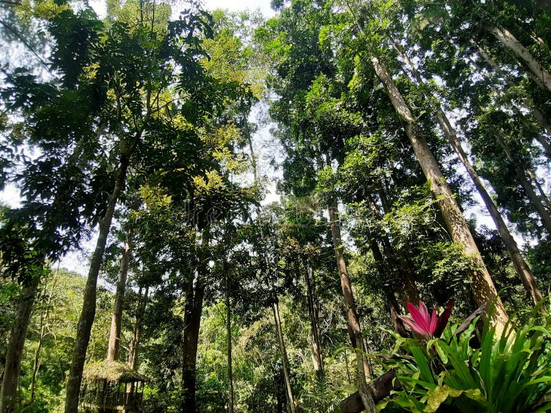 Trees Soaring High into the Sky Stock Photo - Image of composed, tree ...