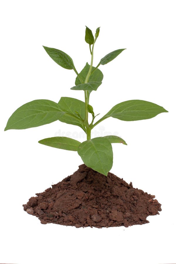 Trees and soil stock photo. Image of seedling, care, metaphor - 21104834