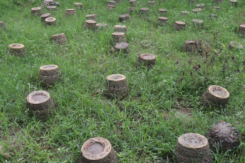 Trees Soil of the Base from Tree Pot Stock Image - Image of wine, plant ...