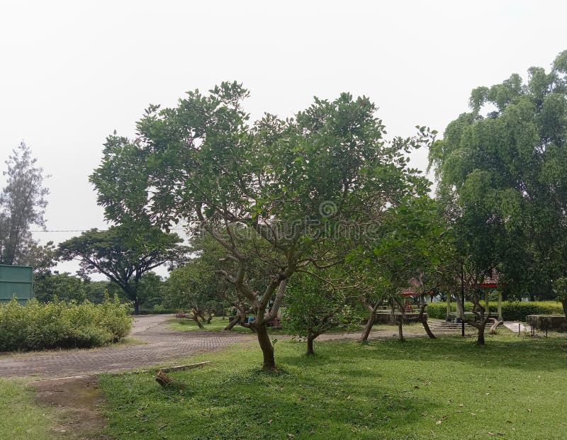 Trees are Soothing during the Day Stock Photo - Image of agriculture ...