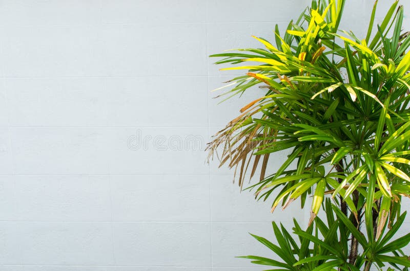 Trees and space stock image. Image of ornamental, park - 66710087