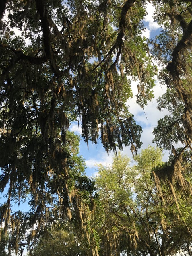 Trees stock image. Image of spanish, florida, moss, trees - 70866343