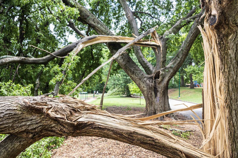 Trees are Splintered in Half after Severe Storm Stock Photo - Image of ...