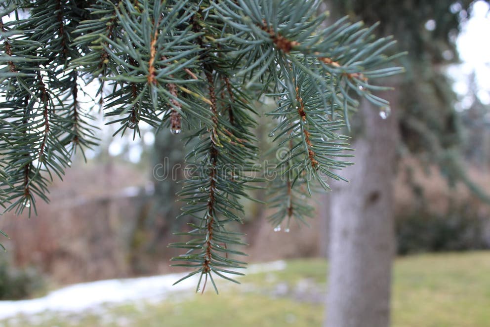 Pines stock image. Image of wilderness, pines, spokane - 113959039