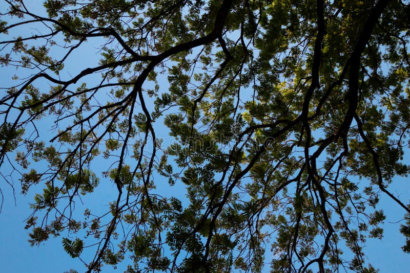 789 Trees Spreading Branches Stock Photos - Free & Royalty-Free Stock ...