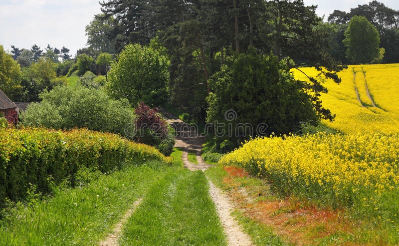 Farm track between fields stock photo. Image of industry - 31304624