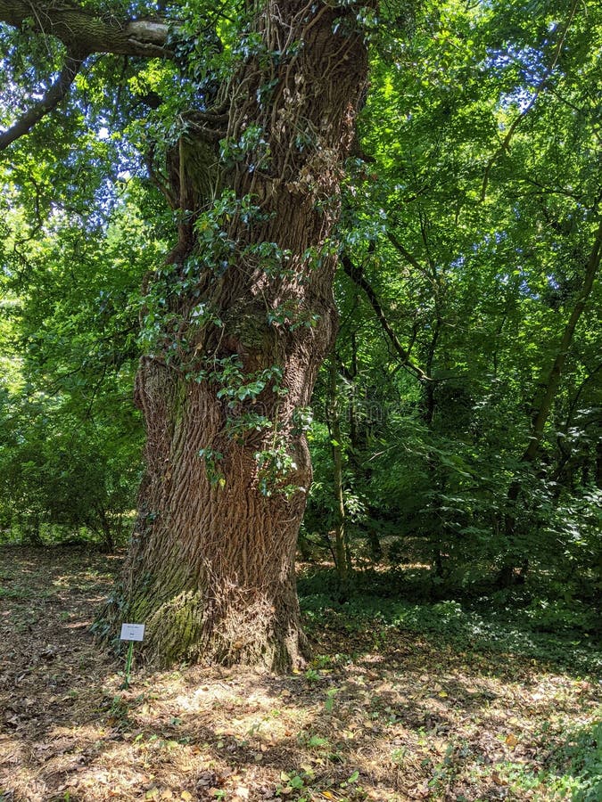 Trees on a Spring Day - Dendrological Park Macea Arad Stock Photo ...