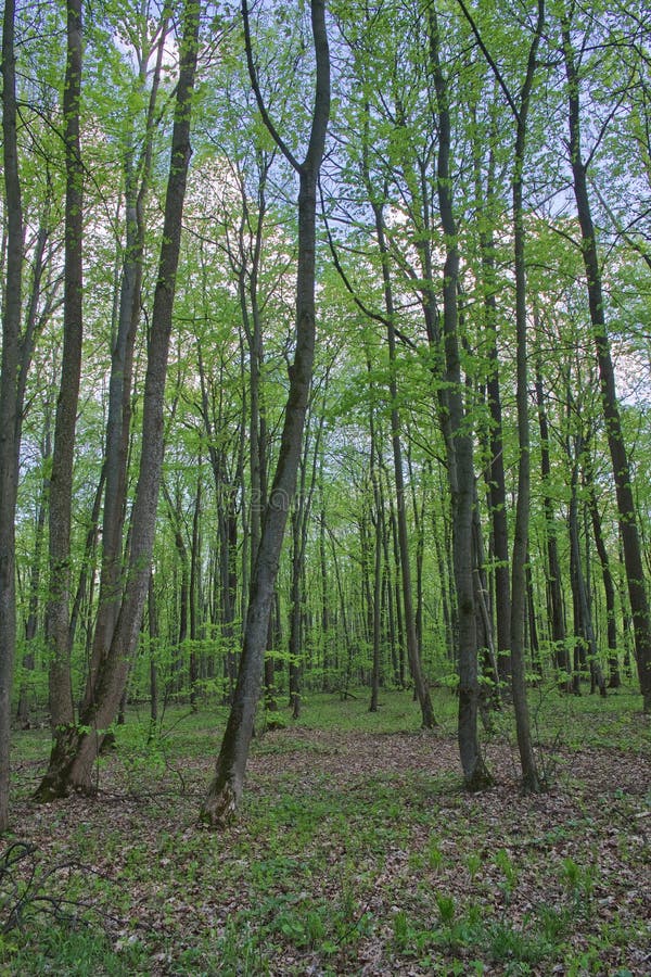 Trees in the Spring Deciduous Forest. Beautiful Shady Forest Stock ...