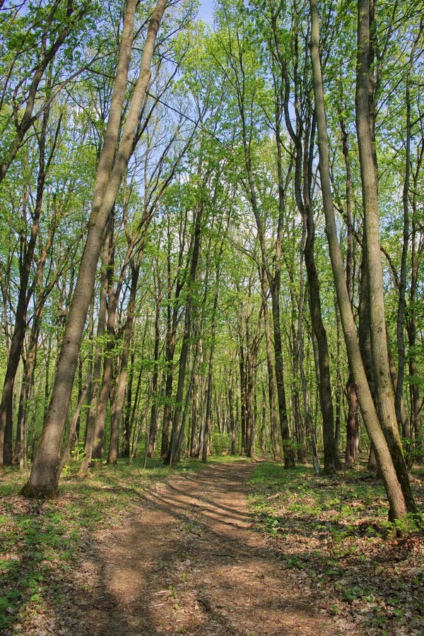 Trees in the Spring Deciduous Forest. Beautiful Shady Forest Stock ...