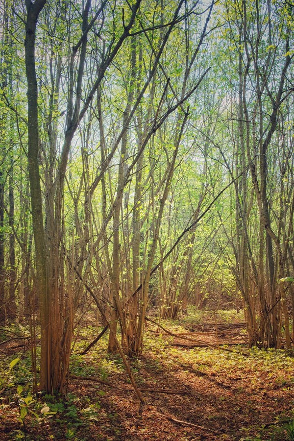 Trees in the Spring Deciduous Forest. Beautiful Shady Forest Stock ...