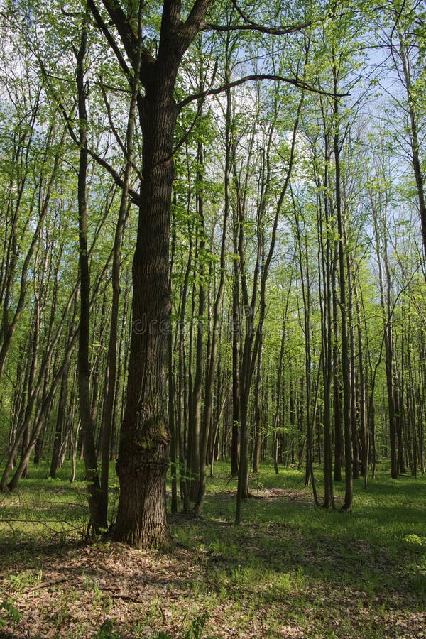 Trees in the Spring Deciduous Forest. Beautiful Shady Forest Stock ...