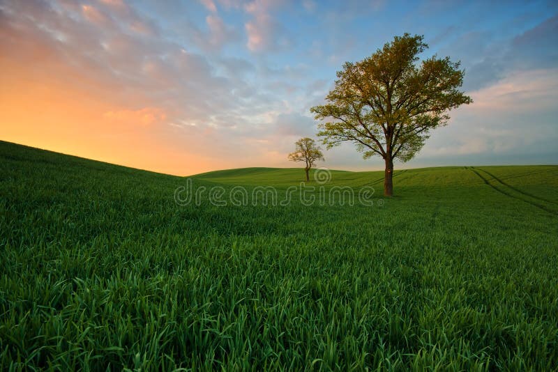 Trees Spring Field during a Beautiful Sunset Stock Image - Image of ...