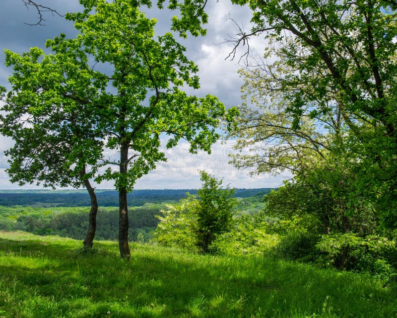 Trees spring forest stock image. Image of greenery, bright - 76770919