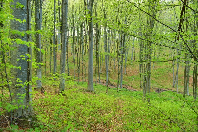 Trees in the Spring Forest , Remarkable Spring Landscape in the Forest ...