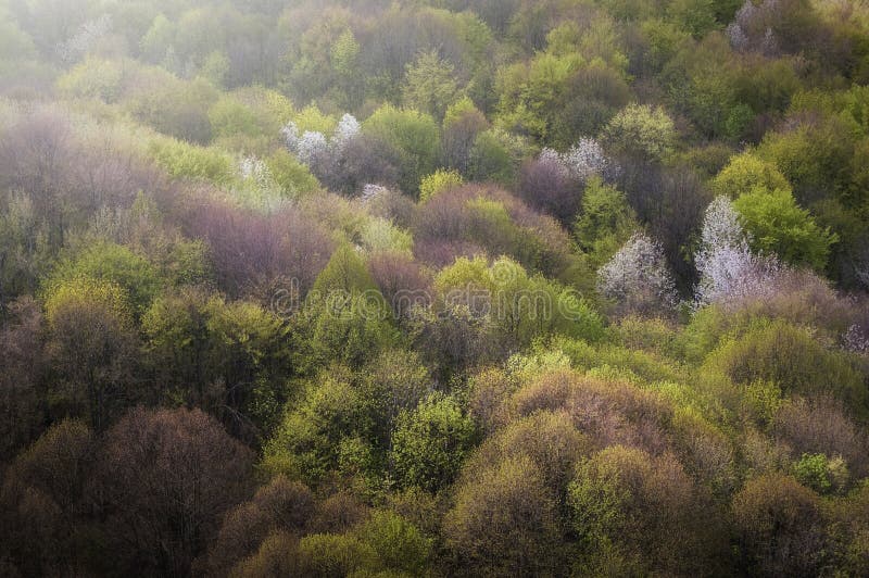 Trees in Spring Green and Blooming Stock Image - Image of colorful ...