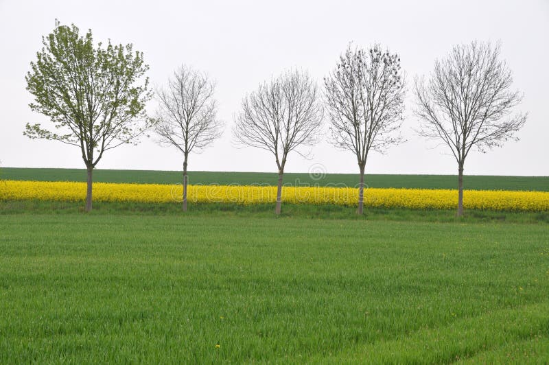 Lone tree in thaw period stock photo. Image of land, leafy - 13232476