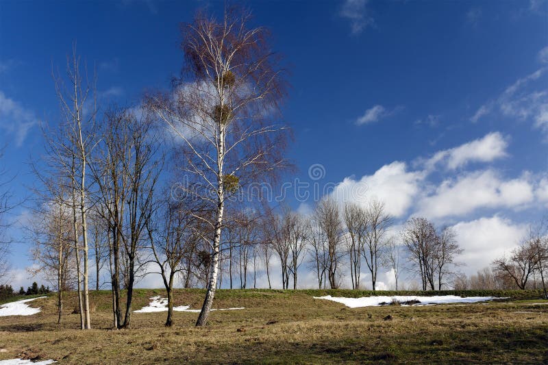 Trees in the spring stock photo. Image of grass, outdoors - 54784808