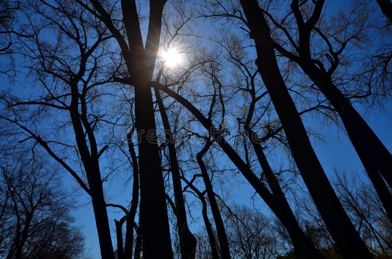 Trees in Spring Season in a Garden Stock Photo - Image of exuberant ...