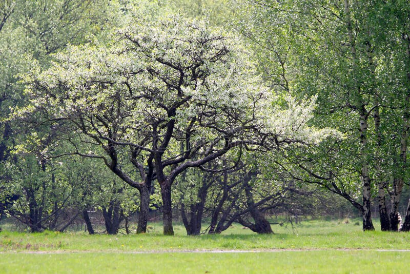 Trees in spring time stock photo. Image of outdoors, natural - 10532656