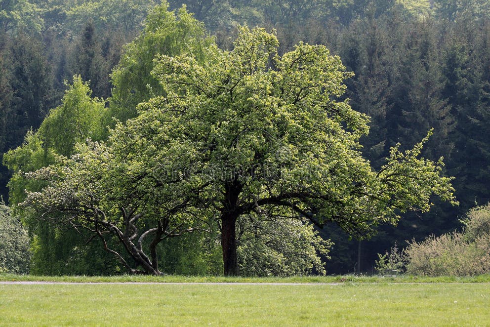 Trees in spring time stock photo. Image of landscape - 10533116