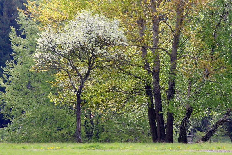 Trees in spring time stock photo. Image of growth, park - 11967678