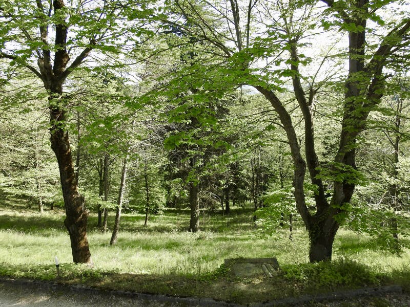 Trees in spring time stock image. Image of daybreak - 314686881