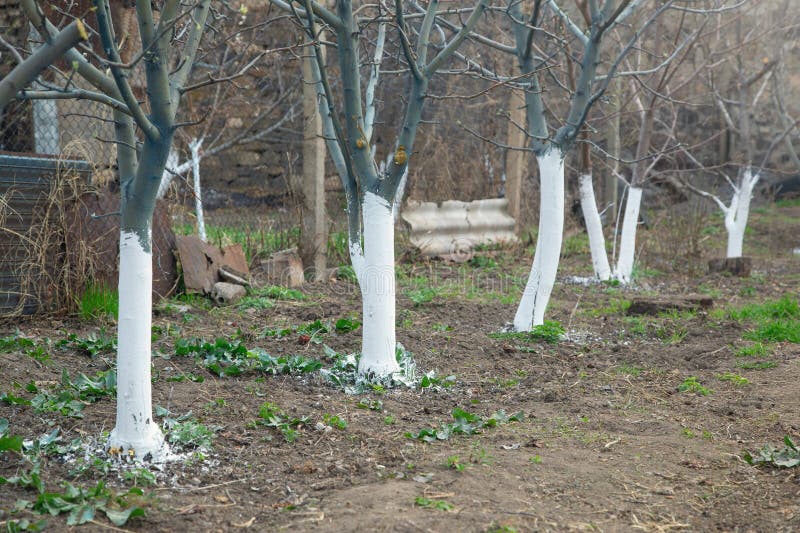 Trees in Spring Time. Whitewashing Stock Illustration - Illustration of ...