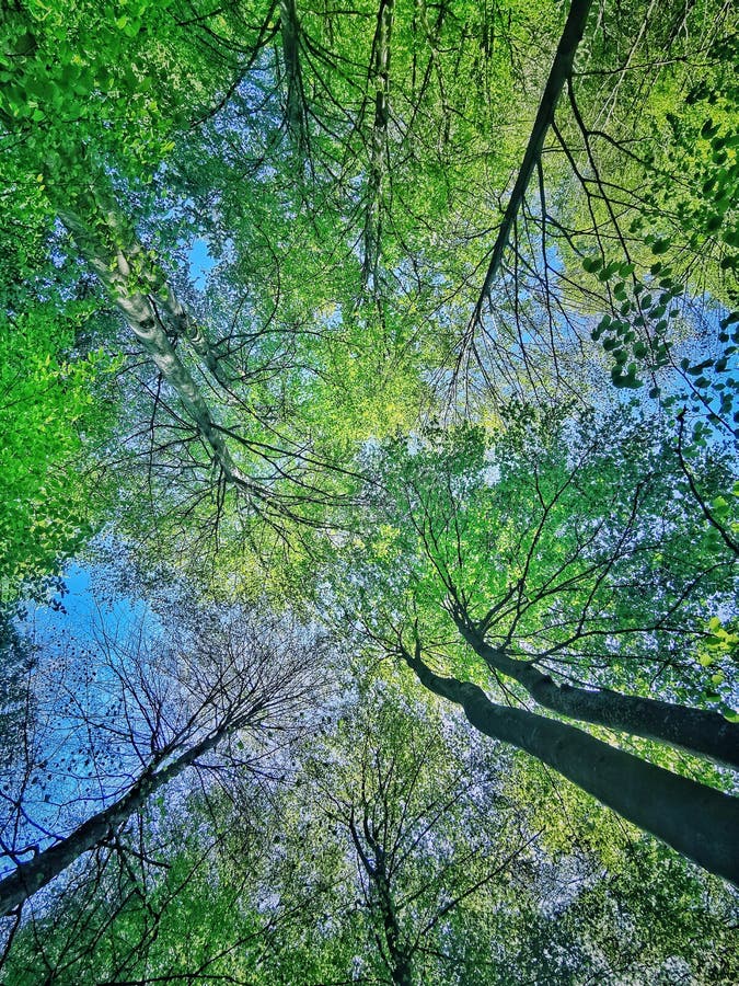 Trees in spring stock photo. Image of shrub, leaf, blossom - 183329796