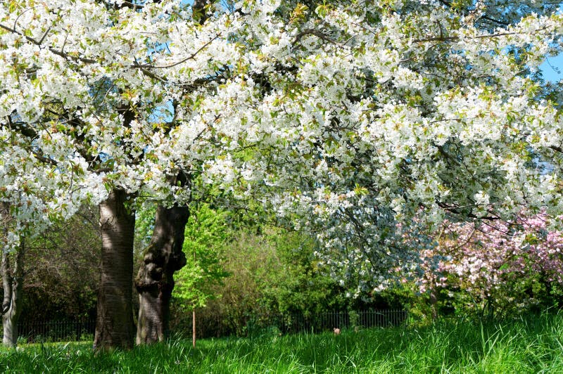 Trees in Spring with White Blossoms Stock Photo - Image of field ...