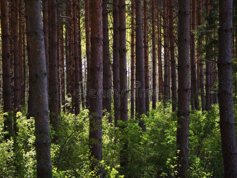 Trees in the Springtime Forest. Stock Image - Image of fresh, plant ...